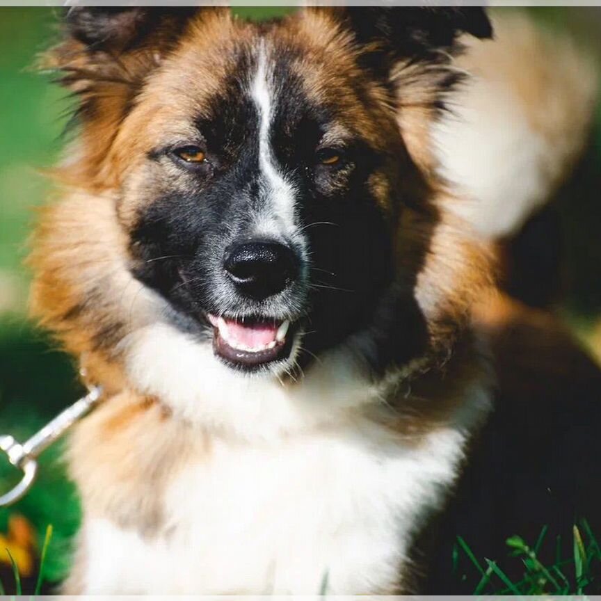 Собака ищет дом