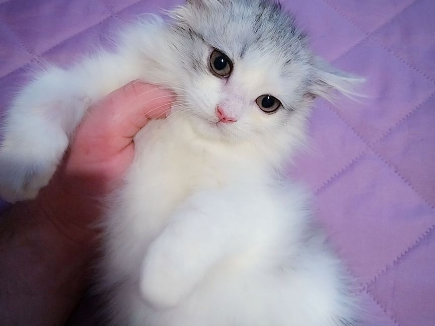 Сибирская кошечка