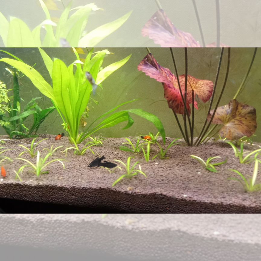 Аквариумные рыбки