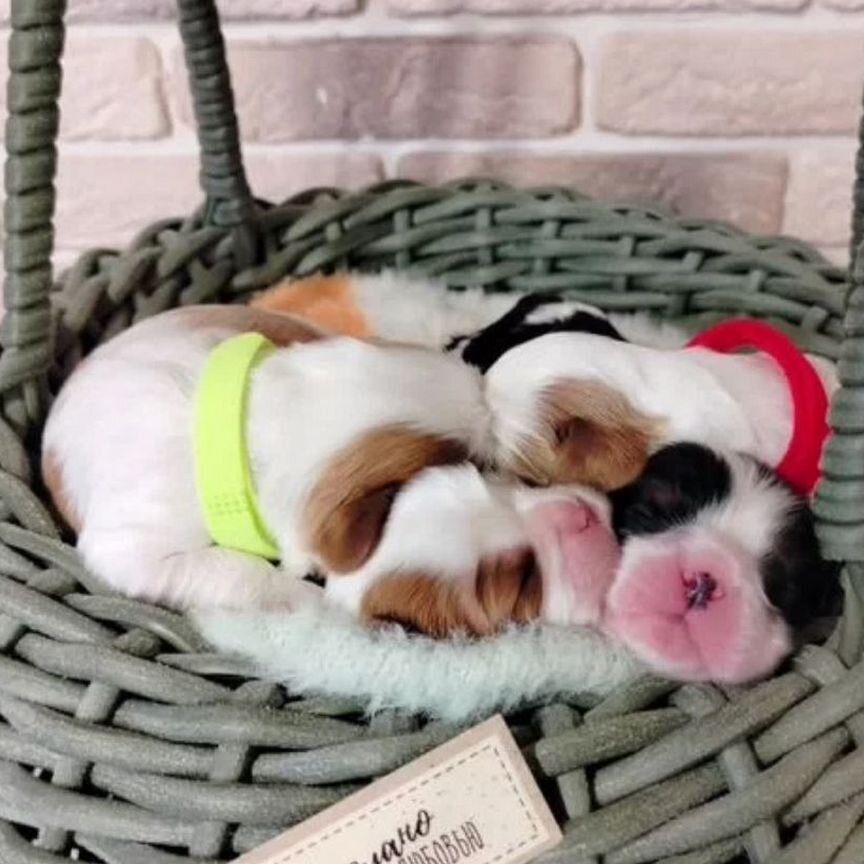 Кавалер кинг-чарльз-спаниель, щенок