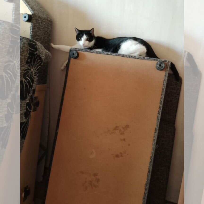 Эльф, взрослая кошка