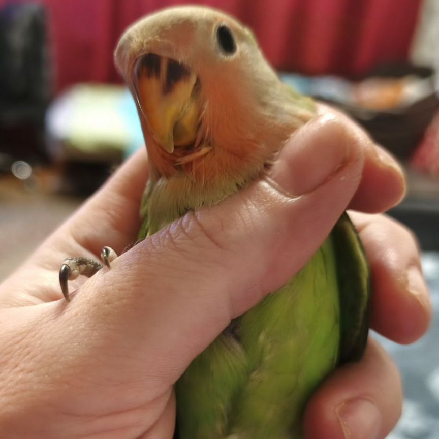 Попугай неразлучник