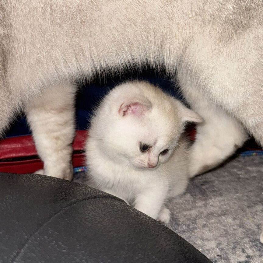 Котята