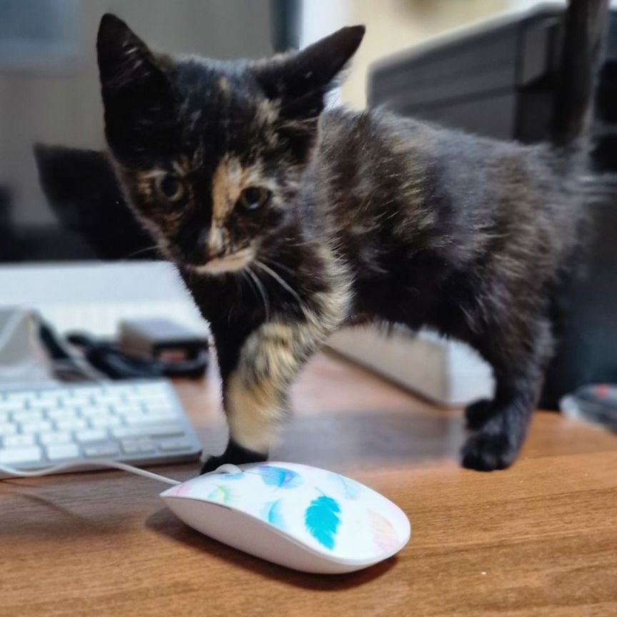 Милая кошечка