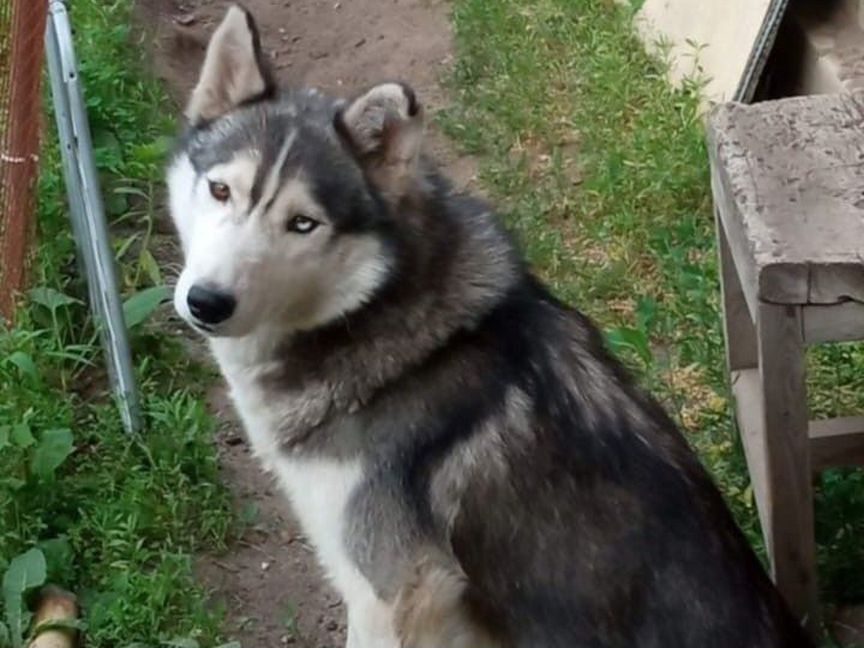 Сибирский хаски Рэй в добрые руки