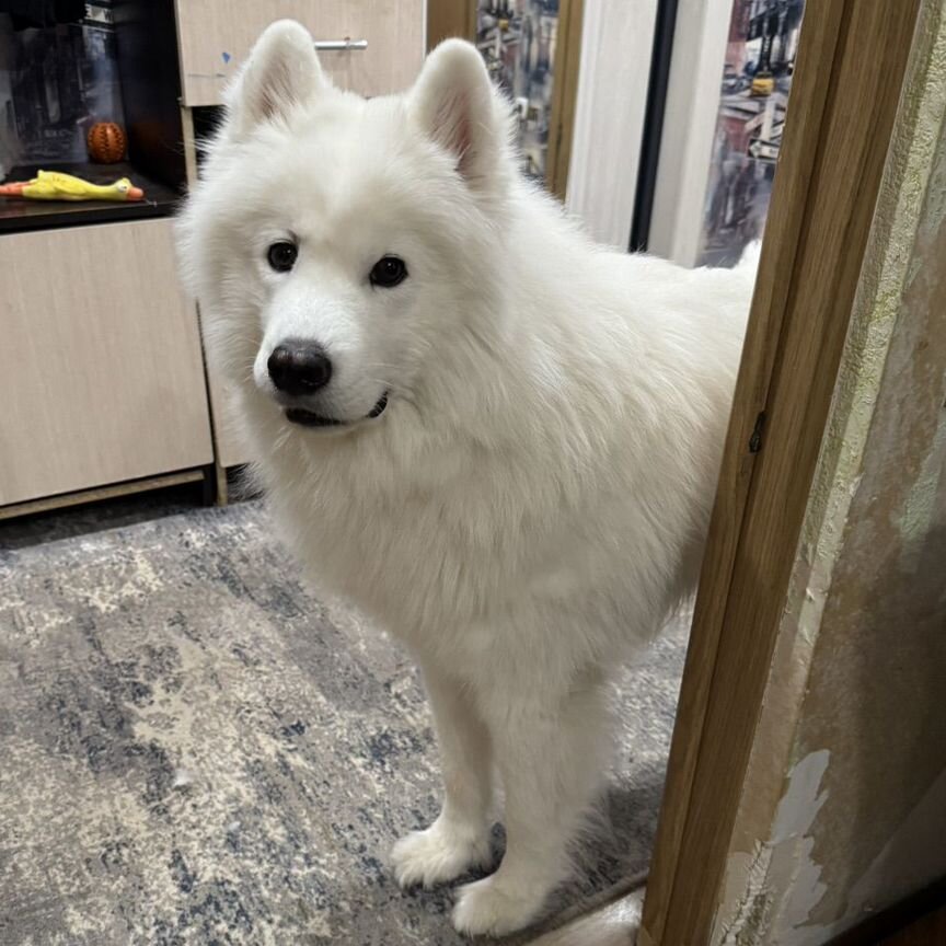 Самоедская собака, взрослый