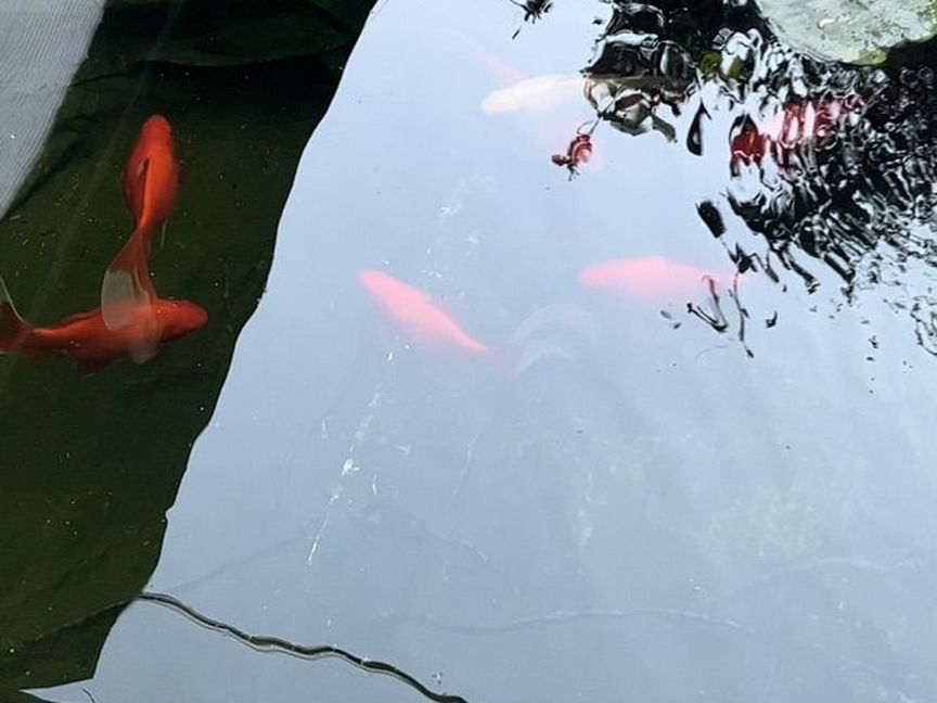 Золотые рыбки Кои