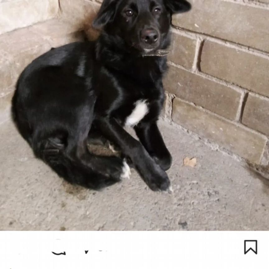 В добрые руки