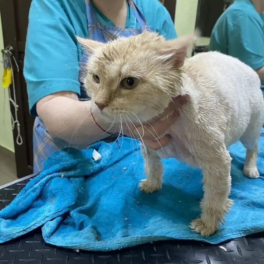 Взрослый кот в добрые руки