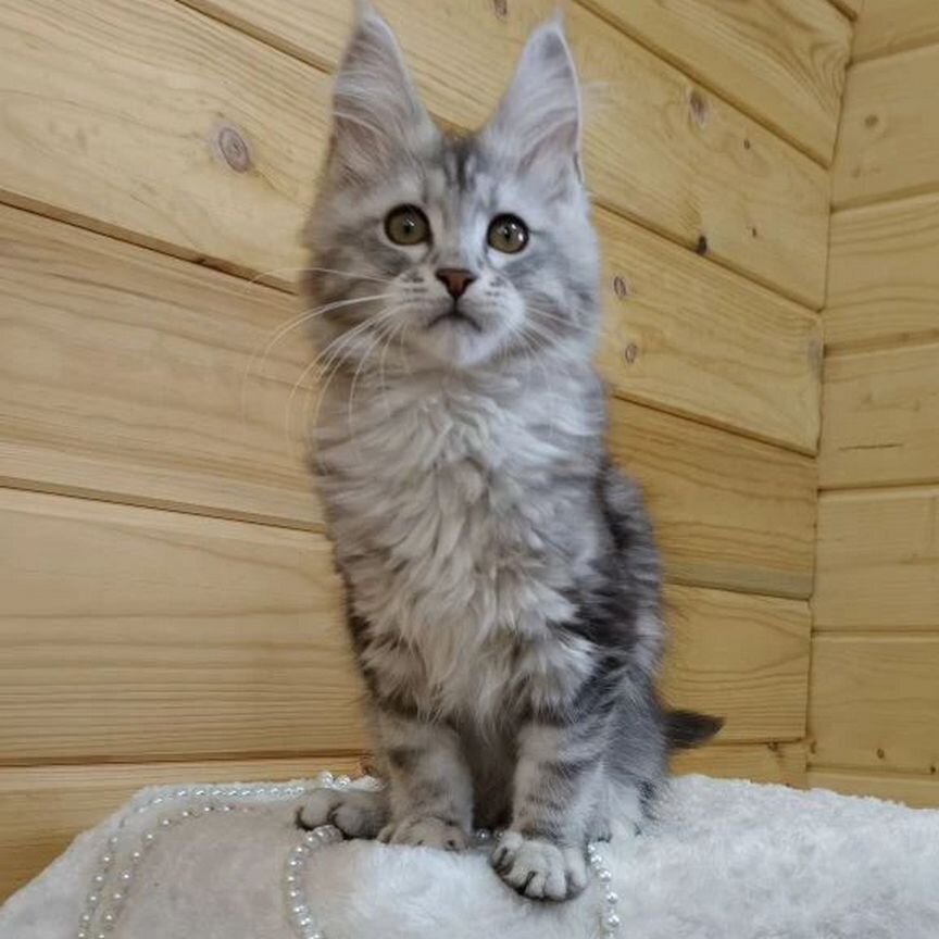 Мейн-кун котёнок