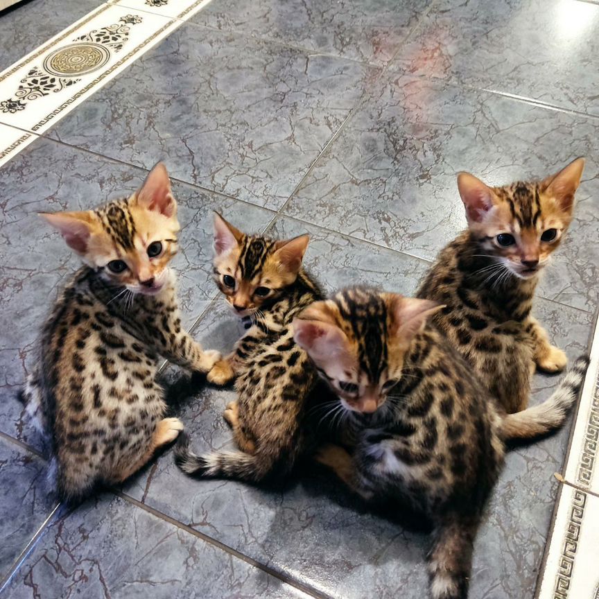 Бенгальские котята
