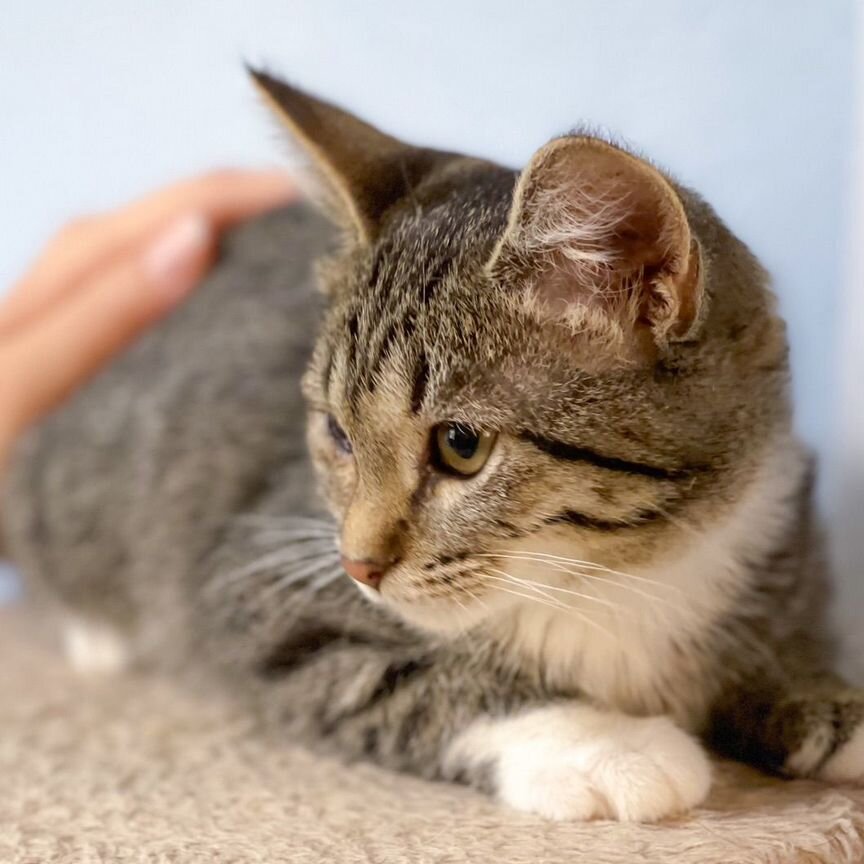 Котенок девочка в добрые руки