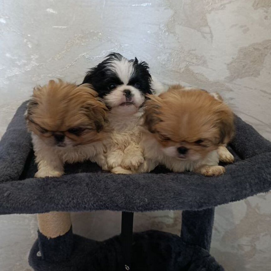 Пекинес, щенок