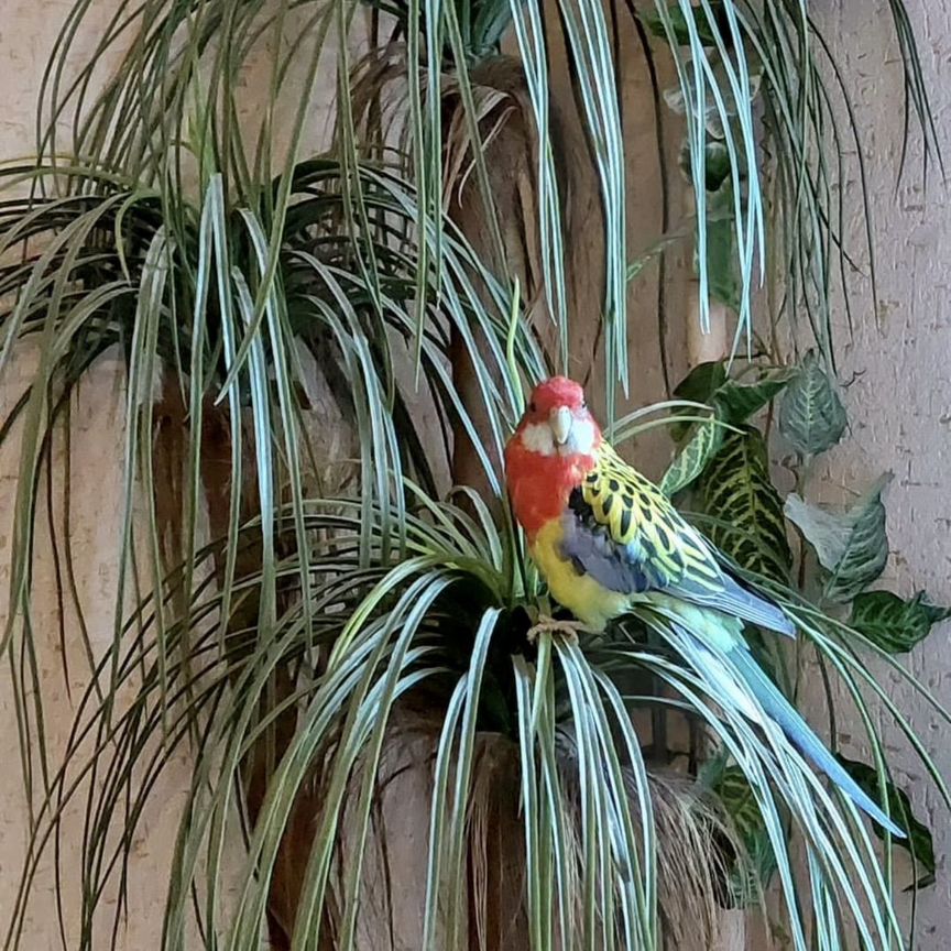 Попугай розелла