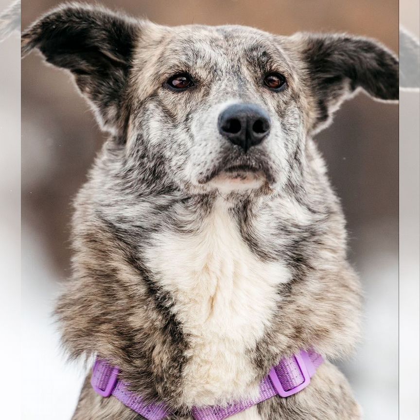 Взрослая собака в добрые руки