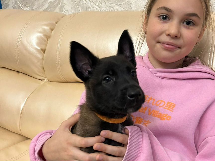 Щенки бельгийская овчарка малинуа