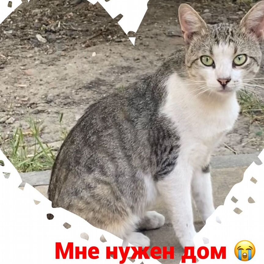 Шикарный котик с человеческими глазами