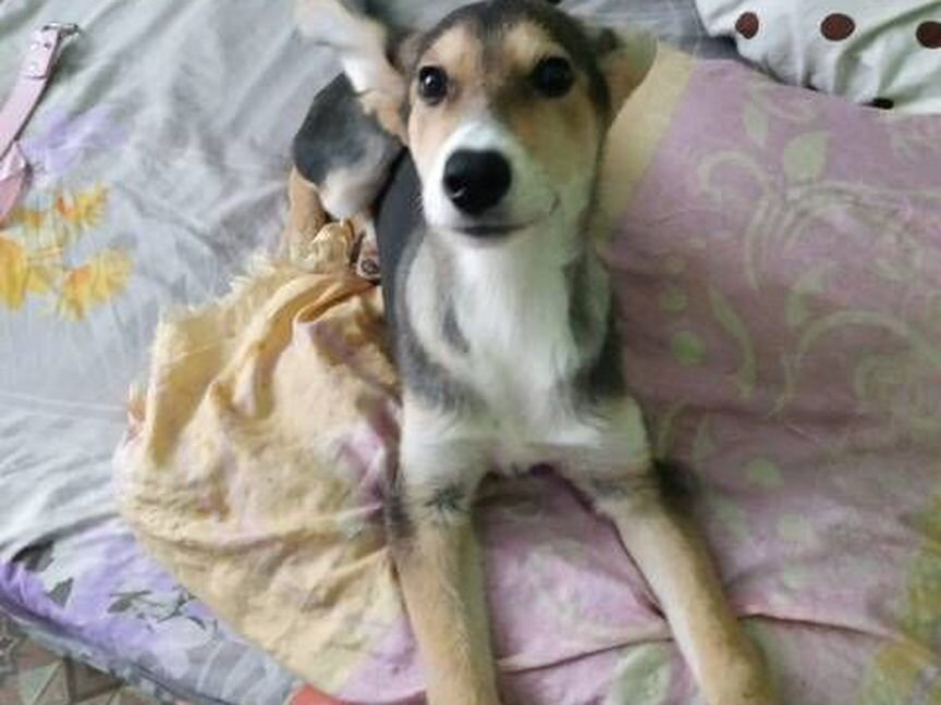 Кнопа-маленькая собачка