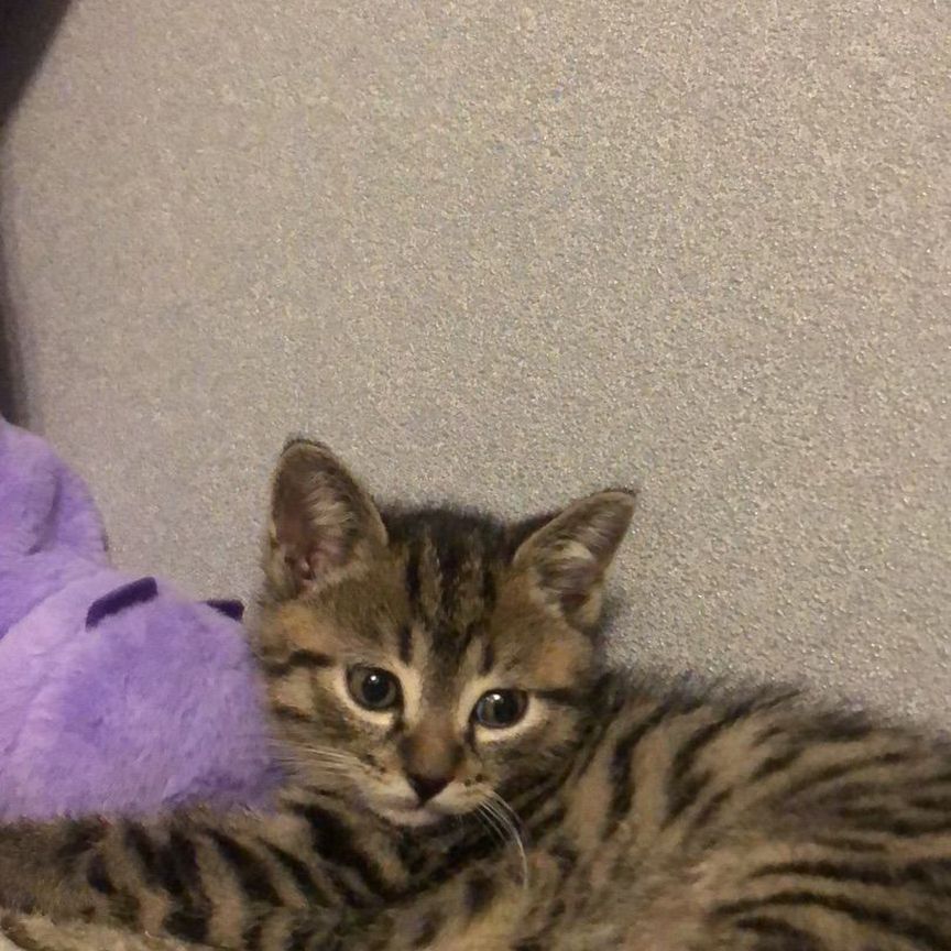 Котенок