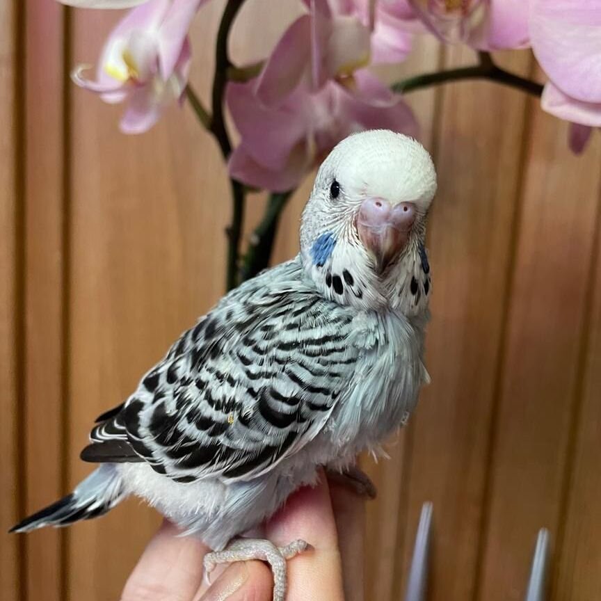 Попугай птенцы