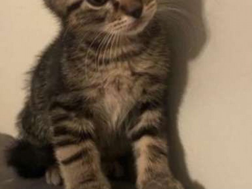 Котёнок