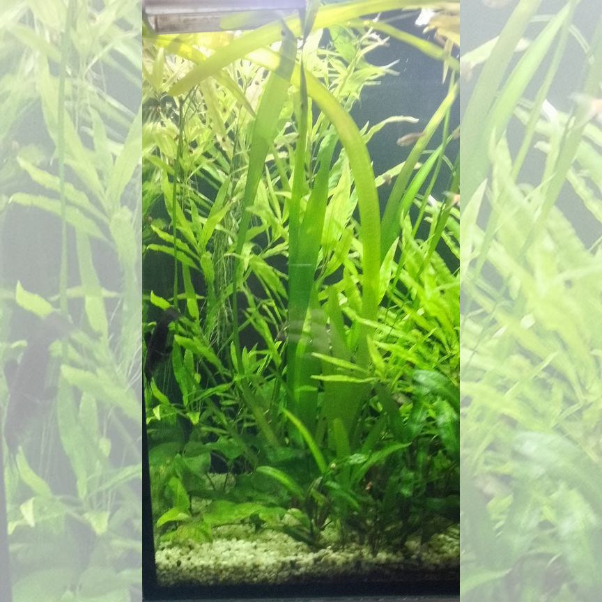 Аквариумные растения