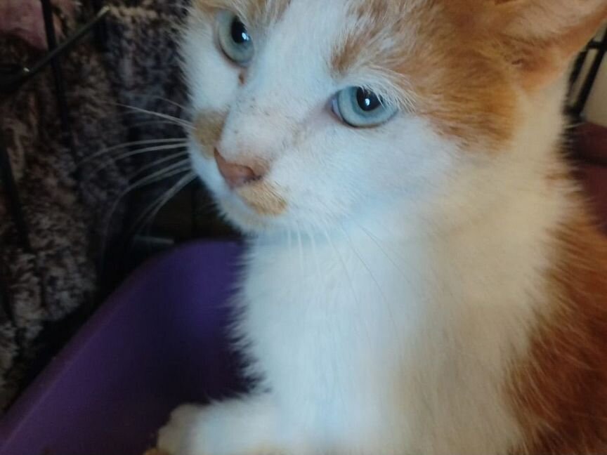 Редкостной красоты рыжий кот с голубыми глазами