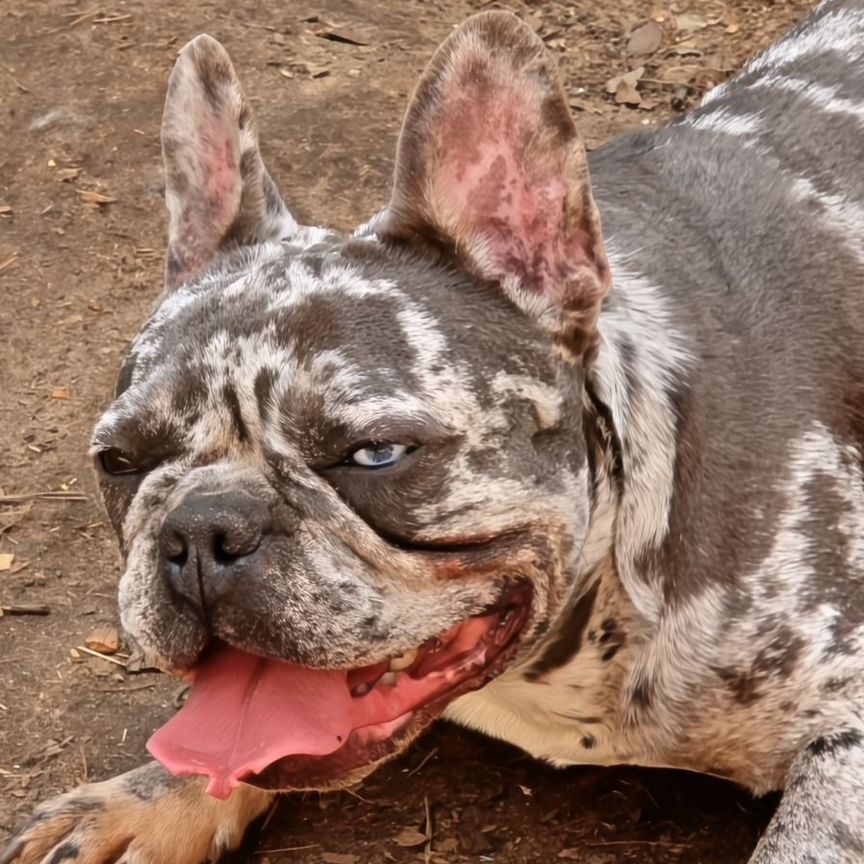 Французский бульдог, щенок