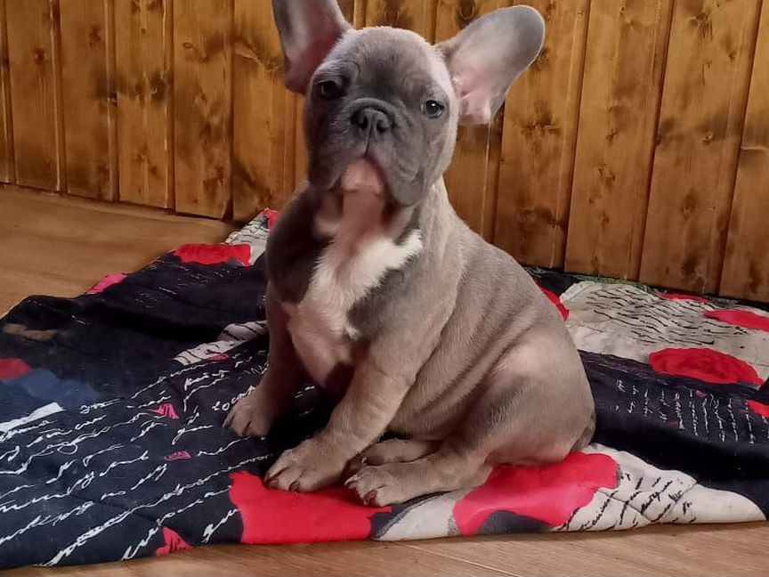 Французский бульдог щенки