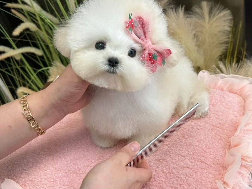 Maltipoo miсго Корея