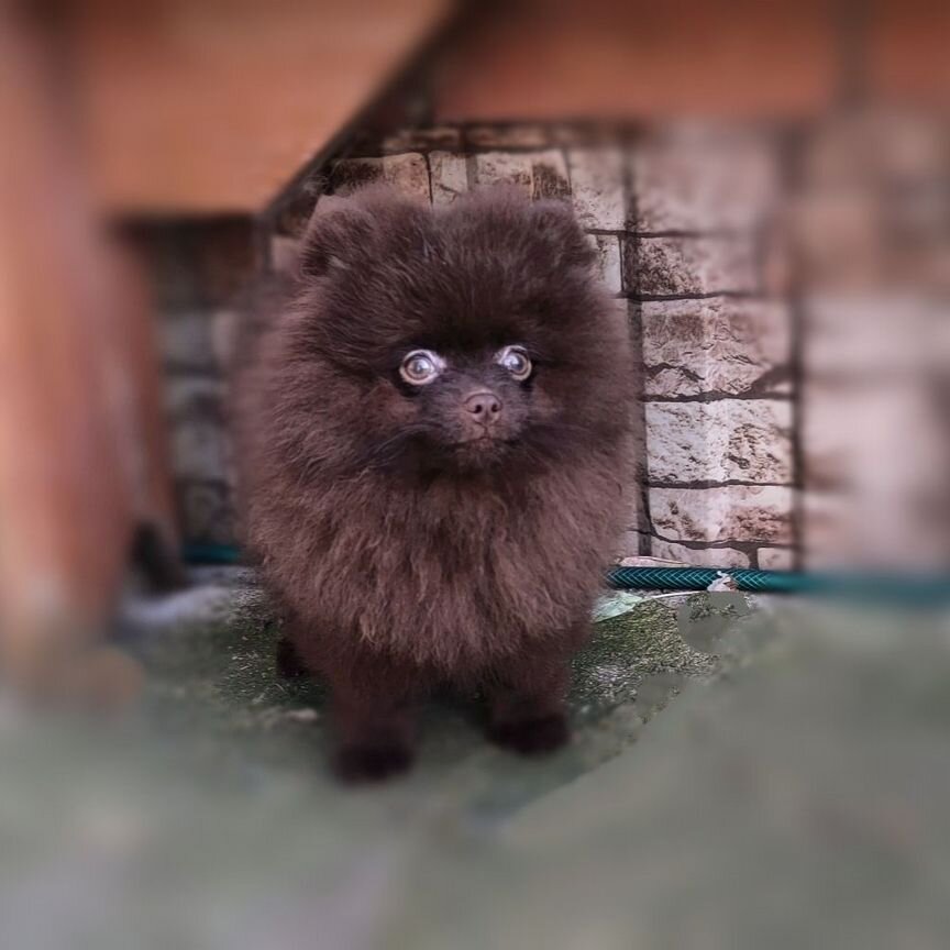 Щенки шпица