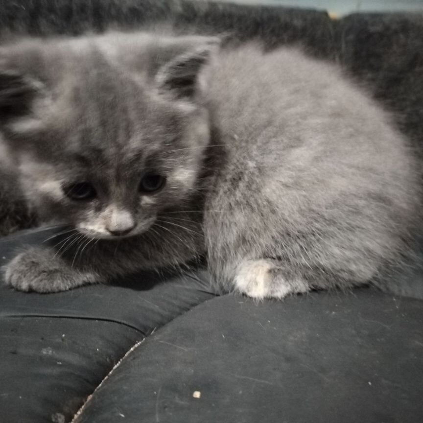 Котята обычные