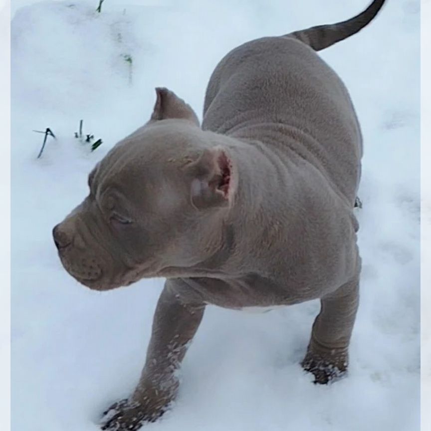 Американский булли, щенок