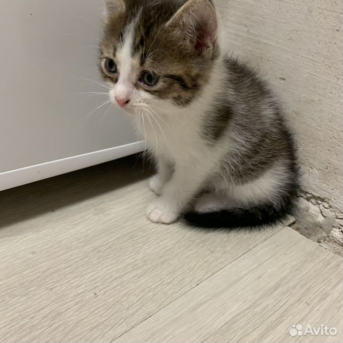 Котята в добрые руки даромОчень ждут