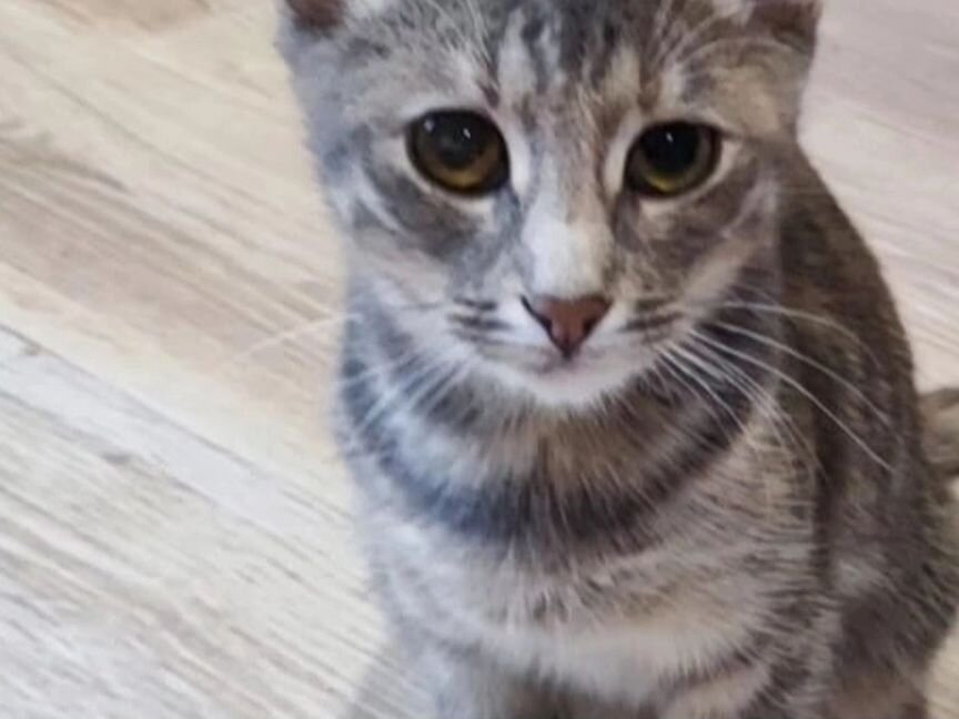 Котята