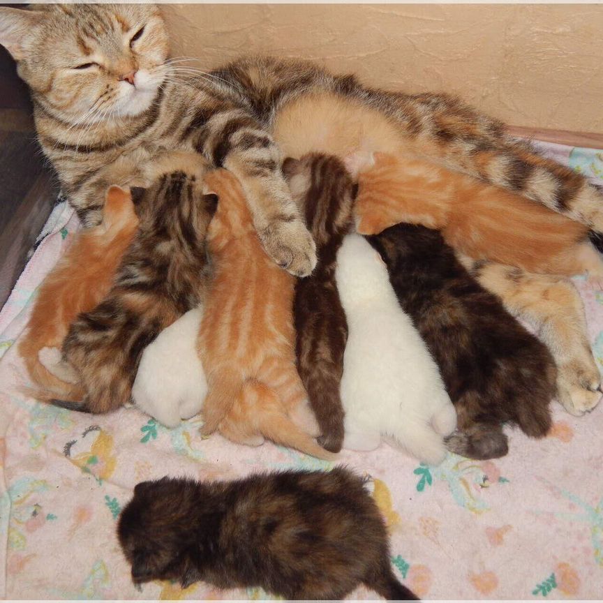 Кошка с родословной