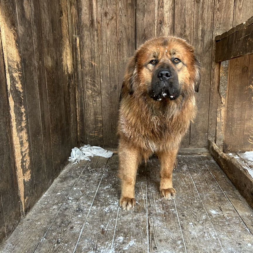 Собака тибетский мастиф