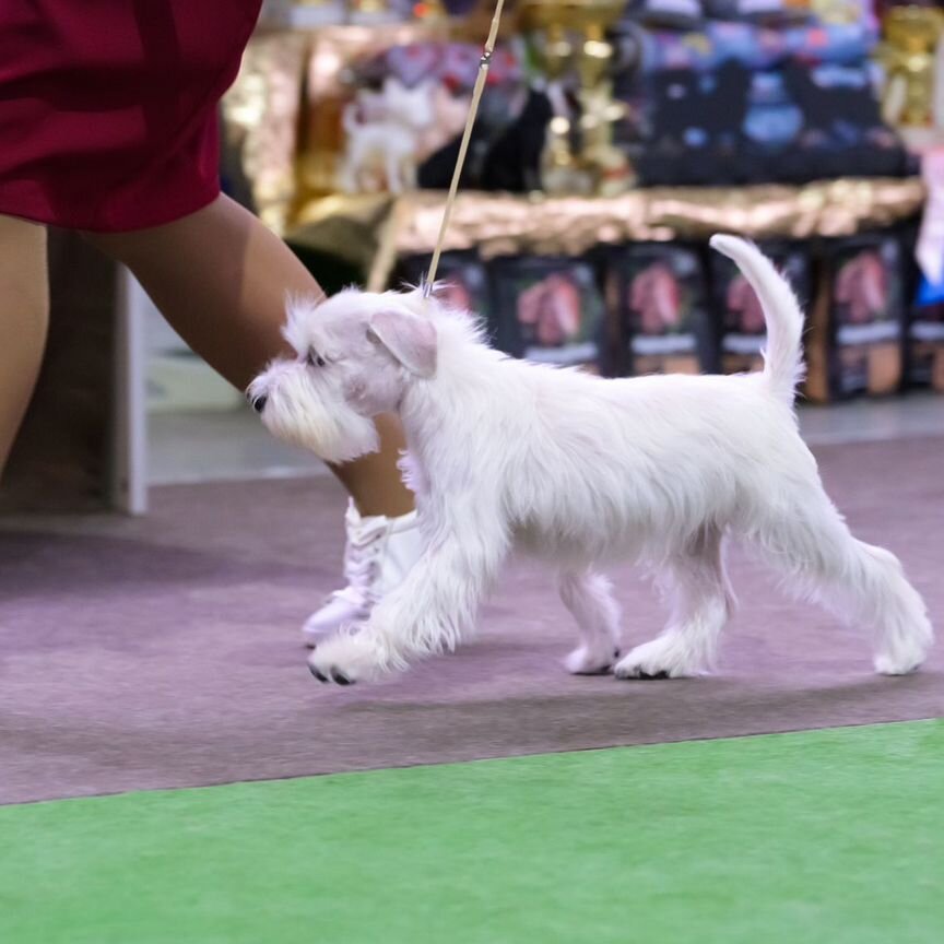 Цвергшнауцер, щенок