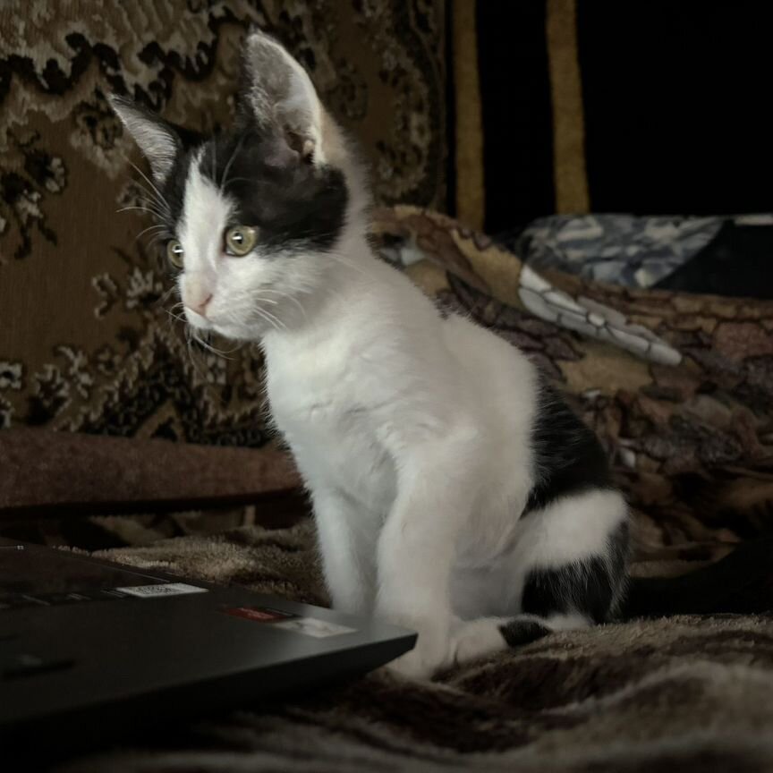 Котенок