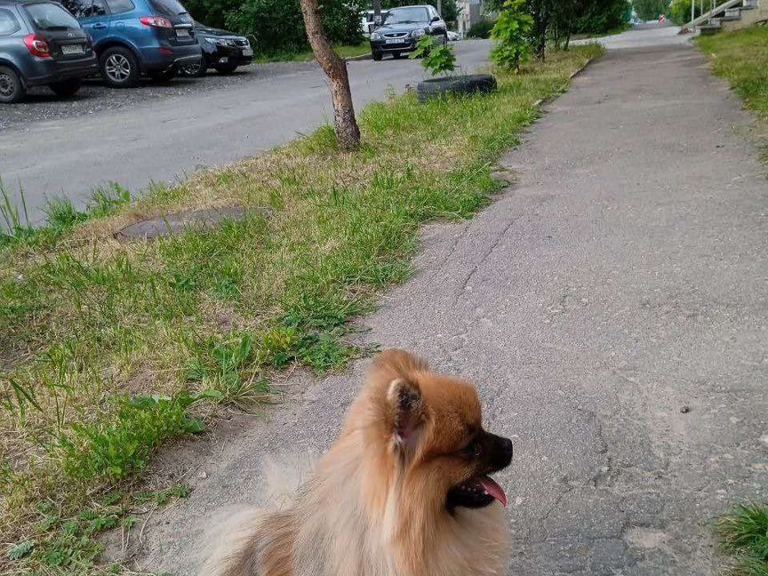 Щенки шпица