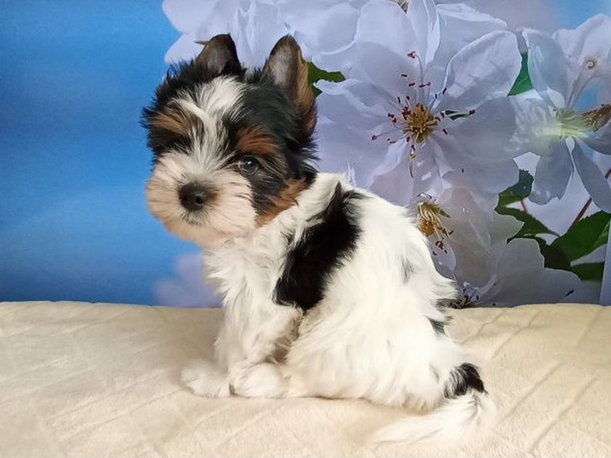 Бивер йорк 2 мес. Леон