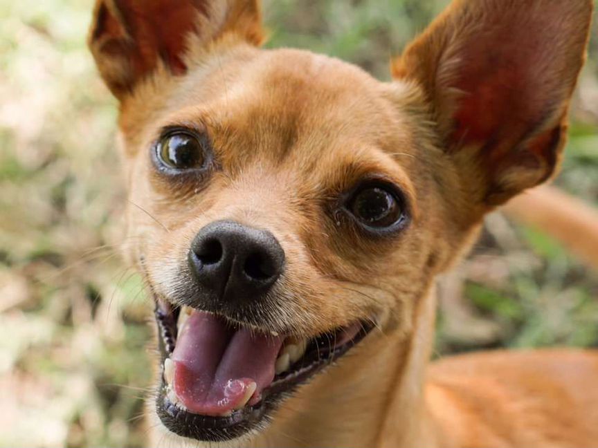 Карликовый пинчер