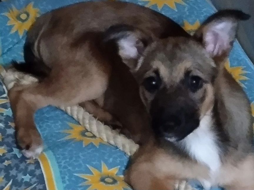 Щенок девочка подкинули в подъезд