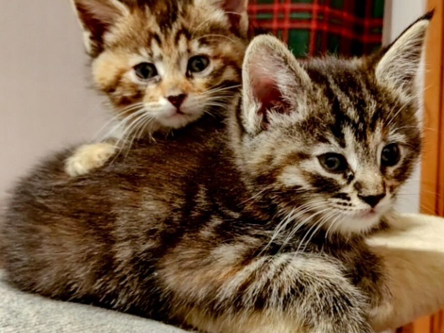 Котята мейн-кун метис