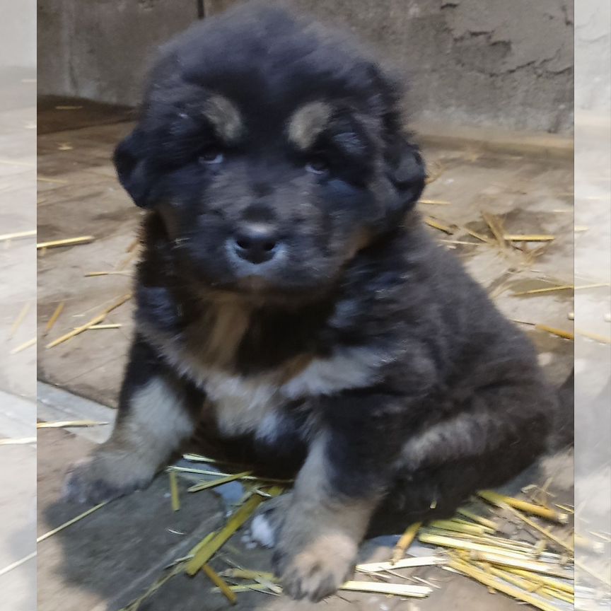 Банхар, щенок