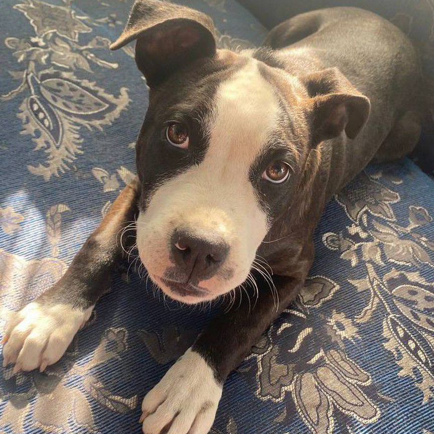 Собака стаффорд щенок