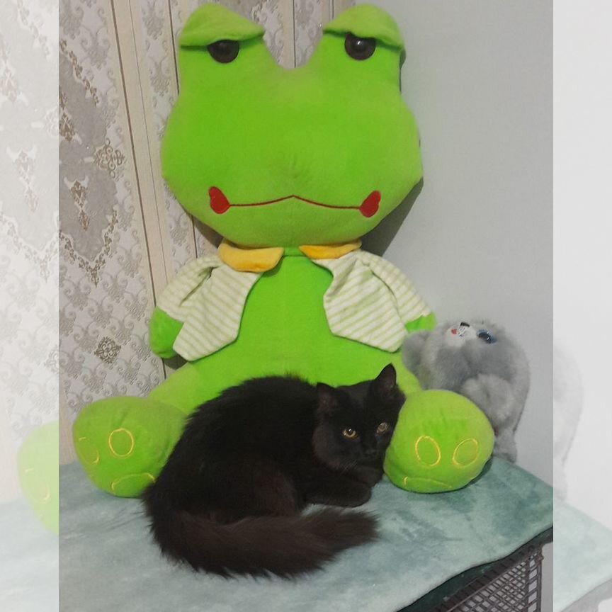 Молодой котик в добрые руки
