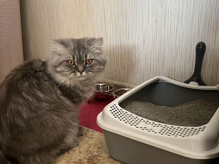 Кошка шотландка Буся