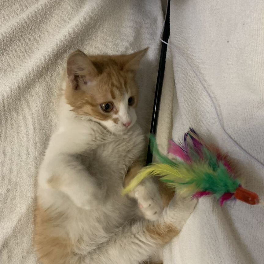 Котёнок в добрые руки