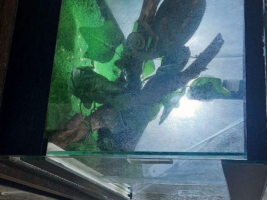 Хамелеон (самка) в террариуме